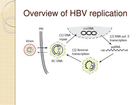 Ppt Hbv Replication Powerpoint Presentation Free Download Id 1439978