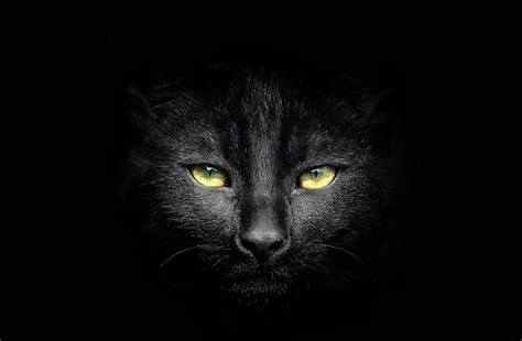 Black Kittens Wallpapers Top Free Black Kittens Backgrounds