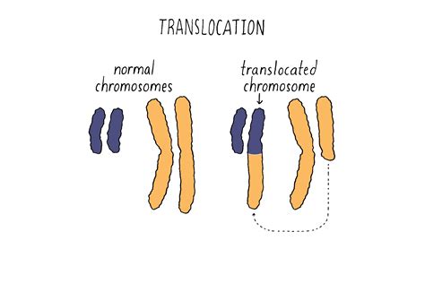 Mutations Drivers Of Evolution And Disease Doug Koshland