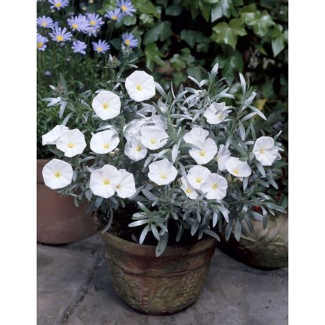 Convolvulus Cneorum Convolvulus Silver Bush