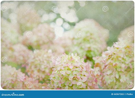 Hydrangea Flower Background Stock Image Image Of Dirty Invitation