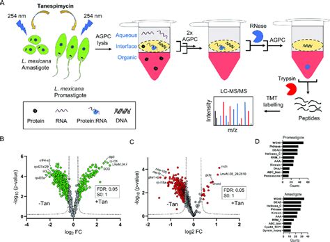 Hsp90 Inhibition Affects Protein Rna Interactions In Leishmania A Download Scientific