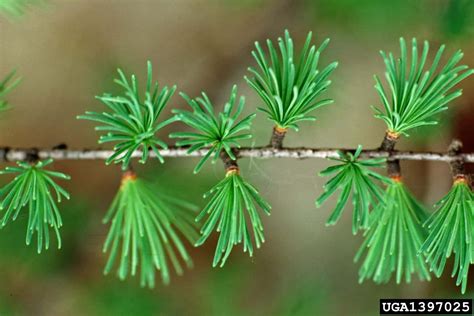 Types Of Needle Trees At Joseph Altamirano Blog