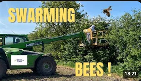 Swarming Bees Simply Beeutiful Honey