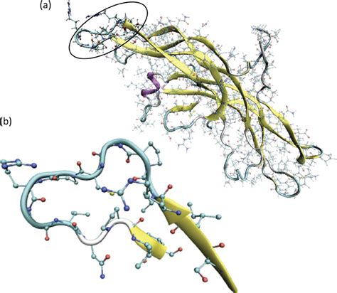 A Crystal Structure Of Hcg 1 Hcg ␤ 66 80 Is Circled B