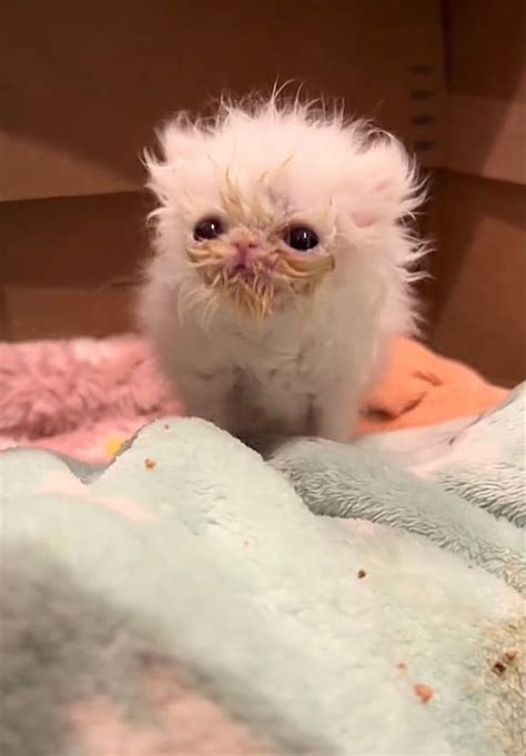 White Dirty Smol Kitten Cute Cats Photos Silly Pictures Cat Pics