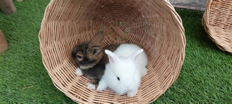 ขายลูกกระต่ายเชียงใหม่ ขนนุ่ม Ennxo