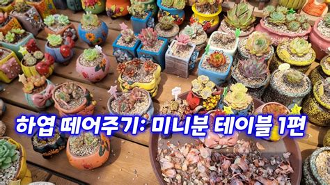 24824 🌹하엽 떼어주기 미니분 테이블 1편🌹 러블리로즈다육tv Youtube