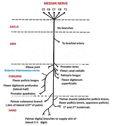 Anatomy Median Nerve