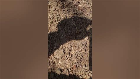 গাছ রোপন করার জন্য মাটি তৈরি করা হয়েছে Youtube