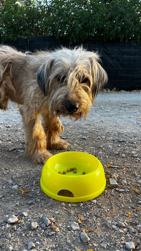 Het Poldermodel En Het Polarisatiemodel By Bart Nijman