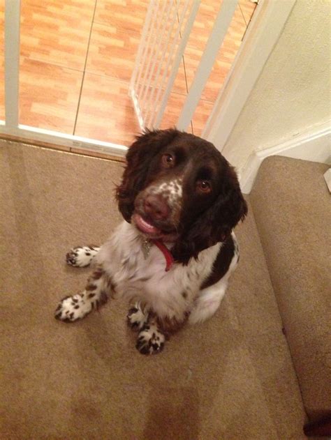Smiling Cocker Spaniel Dog