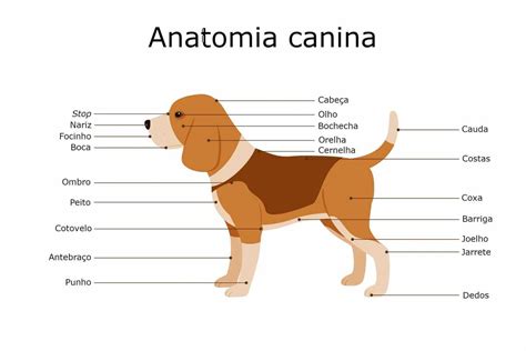 Anatomy Of A Female Dog Understanding Her Body Parts