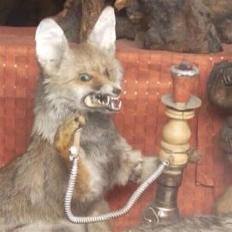 Image 732614 Crappy Taxidermy Know Your Meme