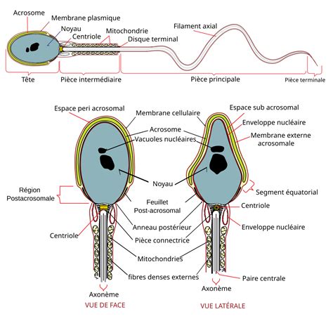 Spermatozoïde Humain — Wikipédia