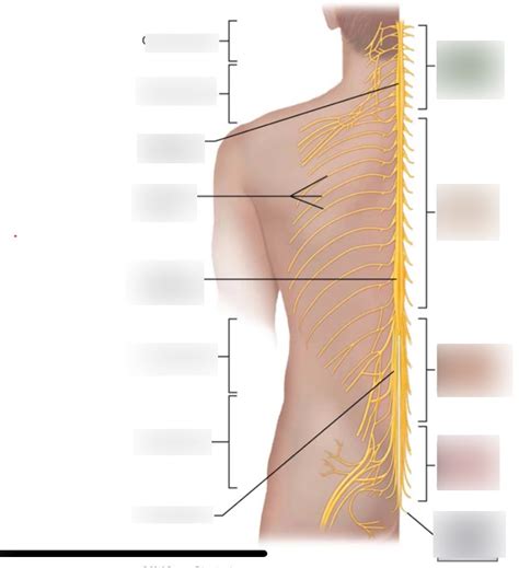 Nerve Plexus Diagram Quizlet