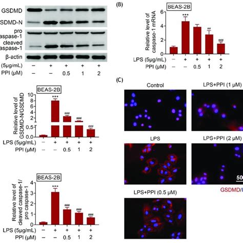 Polyphyllin I Enhanced Cell Viability Of Lipopolysaccharide Treated
