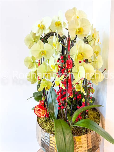 Golden Lucky Arrangement Roehampton Orchids