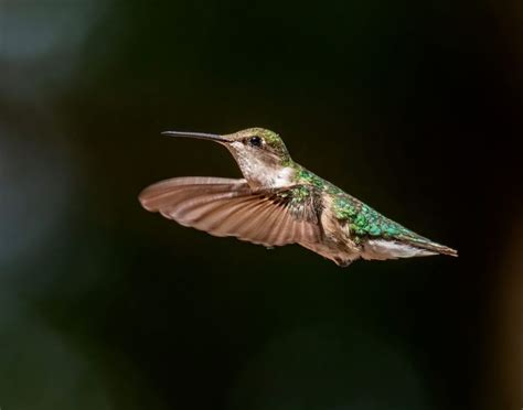 What Is The Speed Of A Hummingbirds Wings And Heart Rate Hummingbird101