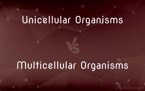 Unicellular Organisms Vs Multicellular Organisms — Whats The Difference