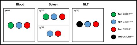 Sifting Through CD T Cell Memory Immunity