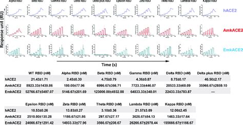 Binding Of Human Originating Sars Cov 2 Variants Rbd To Ace2s As Shown