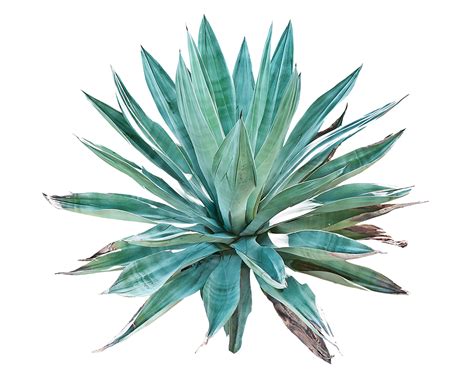 Agave Full Plant Agave Canada