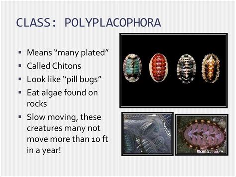 Zablocki 2013 Mollusks Ppt Download