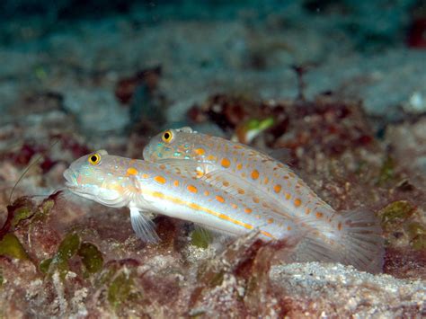 Orange Spot Goby Vs Diamond Goby Similarities And Differences
