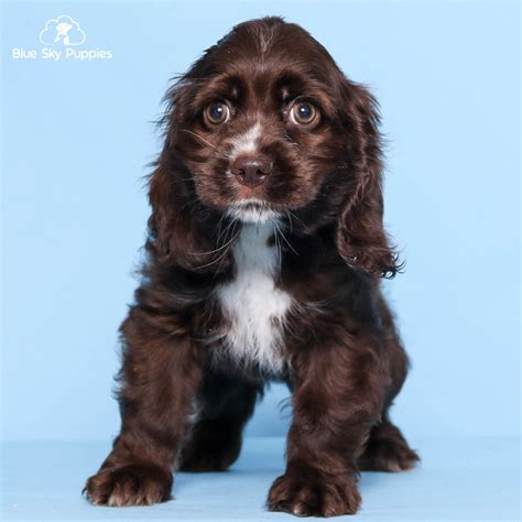 Herbert Cocker Spaniel Puppy Adopted In Tampa Bay Fl Puppy Id
