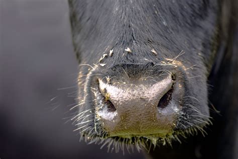 New Device Helps Veterinarians Target Treatment Of Bovine Respiratory