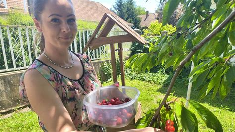 Érik A Ropogós Cseresznye De Milyen áron