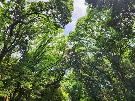 한 무리의 사람들이 자전거를 타고 나무로 둘러싸인 도로를 달리고 있다 사진 Unsplash의 무료 일본 이미지