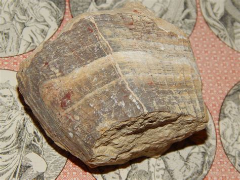 Genuine Fossilized Barnacle Sea Life Fossil Shell Fossil Fossilized Barnacle Fossil