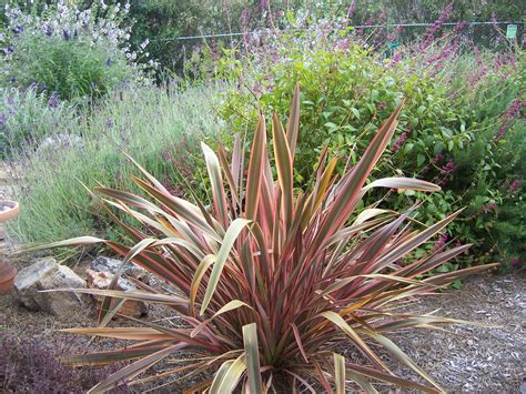 The 2 Minute Gardener Photo New Zealand Flax Phormium Tenax Maori