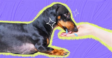 What Diseases Can You Get From A Dog Licking You