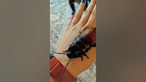 Giant Islander Roach Friend Youtube