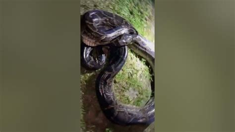 Yoink Guy Bigpython Wildlife Youtube