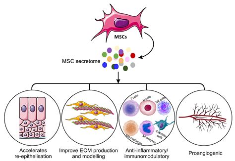 Mesenchymal Stem Cells