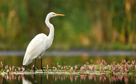 The Difference Between Egrets And Herons