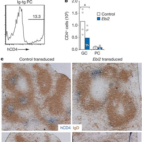 Ebi2 Promotes Localization Of Activated B Cells In The Outer Download Scientific Diagram
