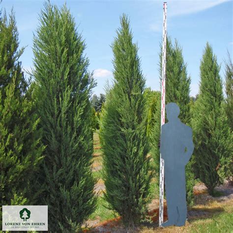 Juniperus Scopulorum Skyrocket Baumschule Lve