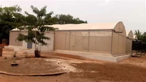 ငှက်ဖျားတိုက်ဖျက်ဖို့ ဘက်တီးရီးယား မထင်မှတ်ဘဲ တွေ့ Bbc News မြန်မာ