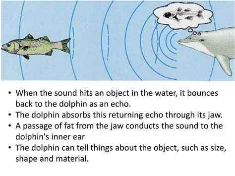 Science Behind The Ultrasonic Distance Sensor Pptx Birdwatching