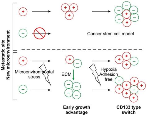 Upper Panel Shows Conventional CSC Model In Which Only CD Colon Download Scientific
