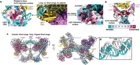 Surface Conservation Of Different Areas In The Sr Synaptic Complex A