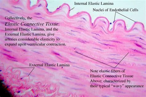 Elastic Connective Tissue Slide