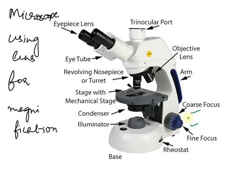 Parts Of A Microscope With Functions And Labeled Diagram 58 Off