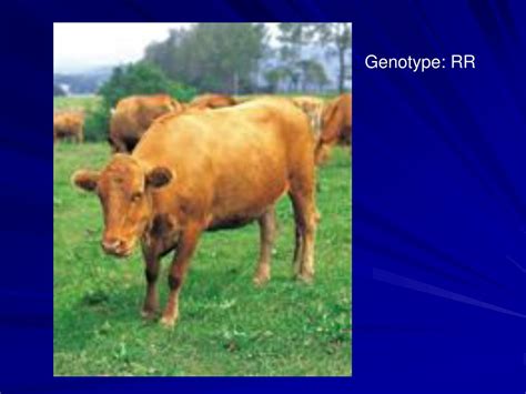 Ppt Patterns Of Intermediate Inheritance Powerpoint Presentation Free Download Id5534020