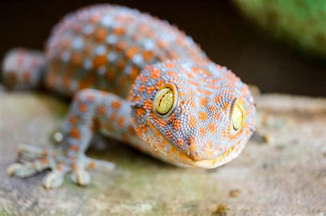 Gecko Fell From Wall Into Water Tank And Climbed On Edge Of Basin Stock